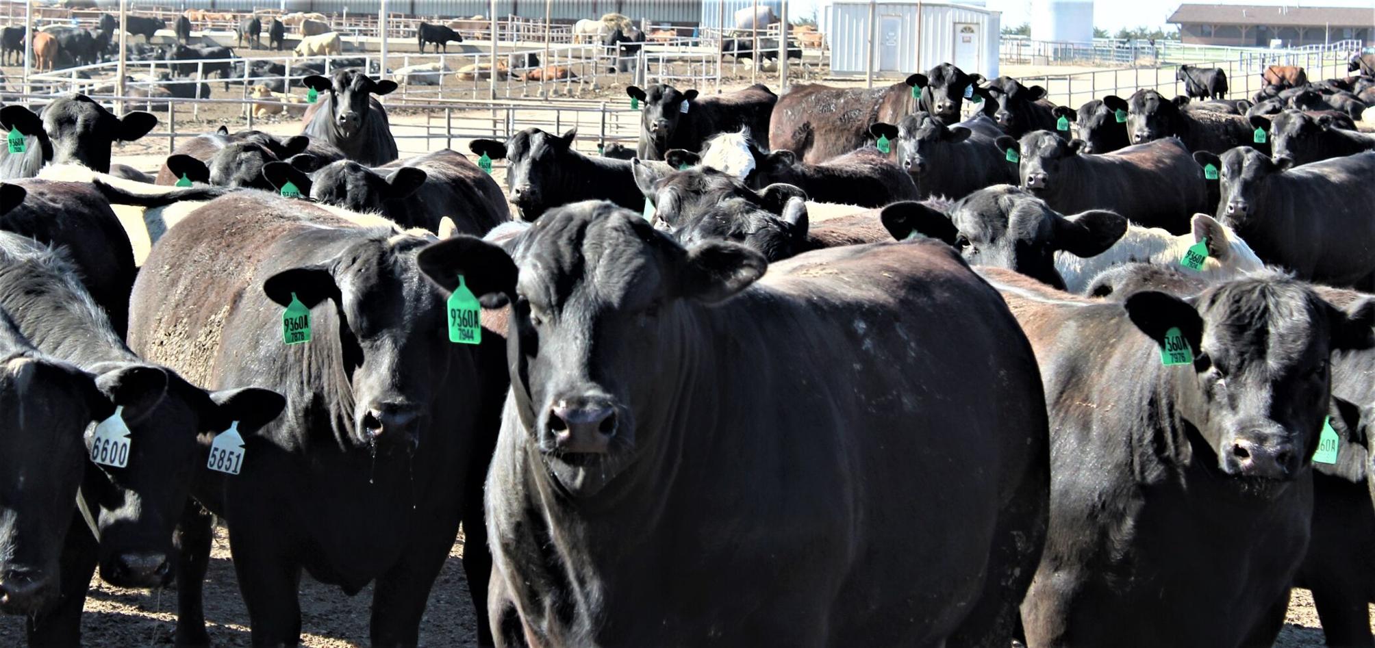 A Historical Rarity in The COF Report | Industry News | feedlotmagazine.com