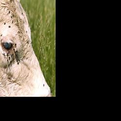 Face Flies Impacting Pastured Cattle | Management | feedlotmagazine.com