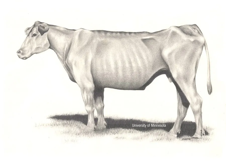Body Condition Scoring for Beef Cattle | Cow/Calf Corner ...