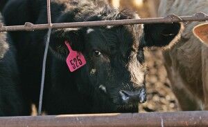 Stirring the Pot at Weaning | Cow/Calf Corner | feedlotmagazine.com