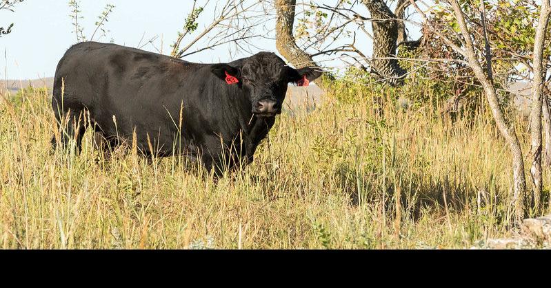 Cattle Chat: Using EPDs to Make Breeding Decisions | Cow/Calf Corner ...