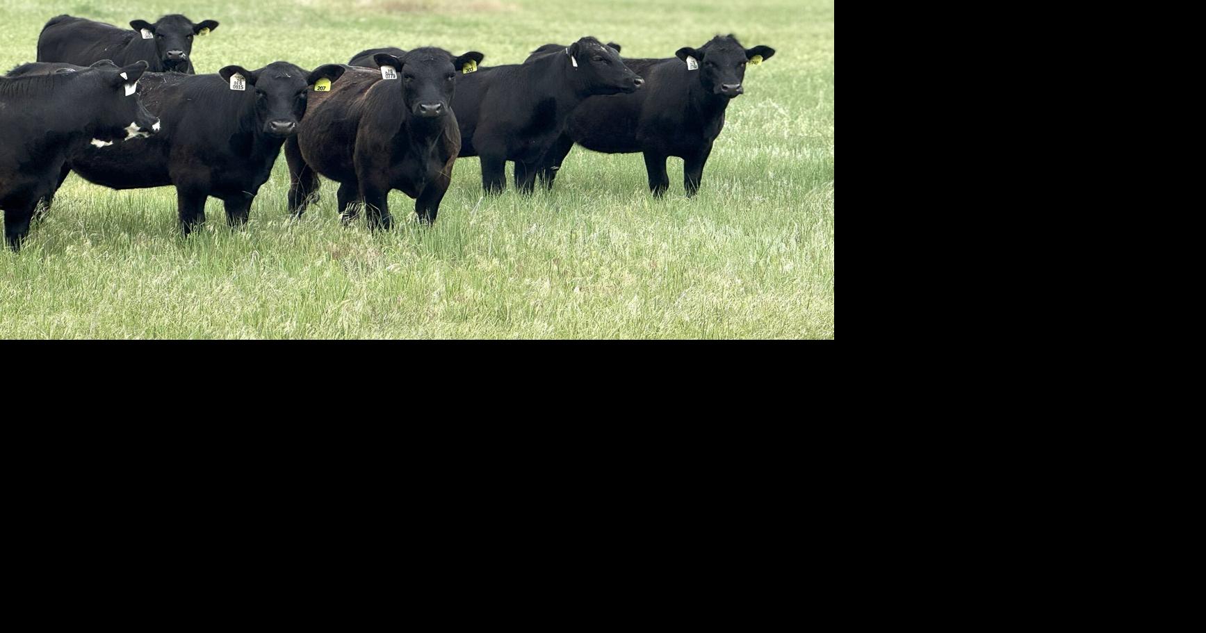 Strategic Supplementation on Summer Pasture Made Money in Yearling ...