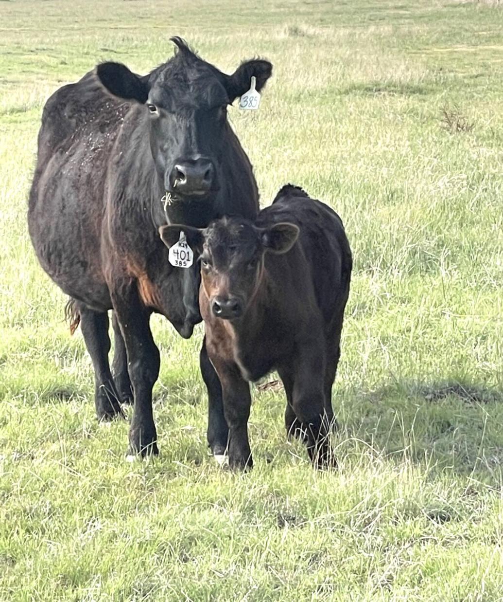 Weight Per Day of Age and Average Daily Gain | Cow/Calf Corner ...