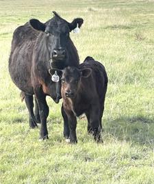 Weight Per Day of Age and Average Daily Gain | Cow/Calf Corner ...