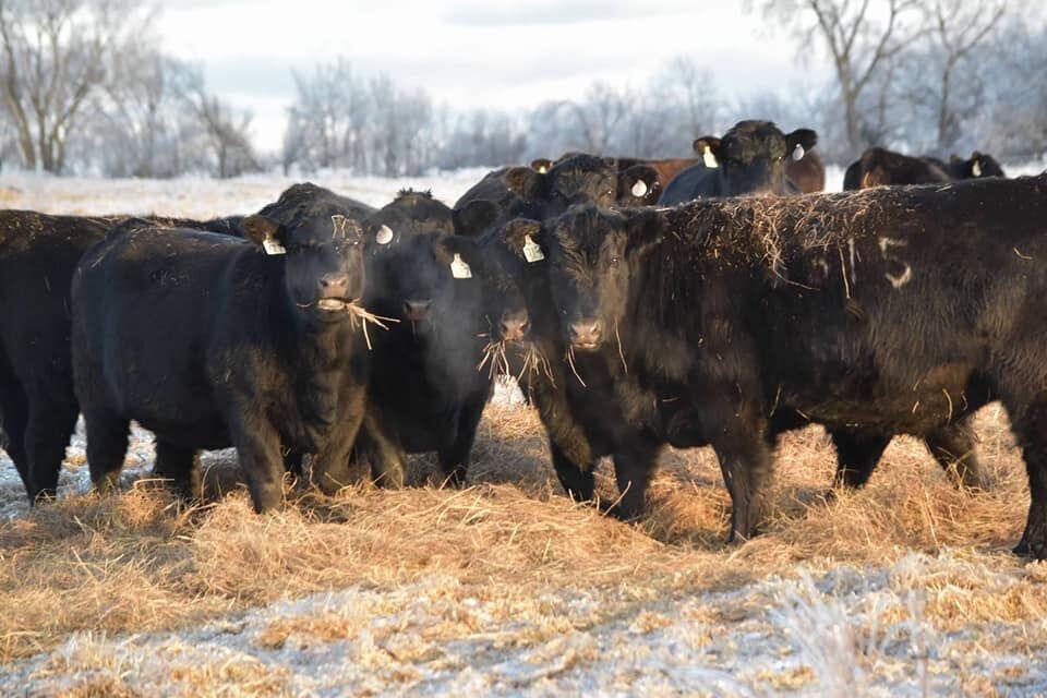 Effects Of Altering Supplementation Frequency Of DDGs For Pregnant Cows ...