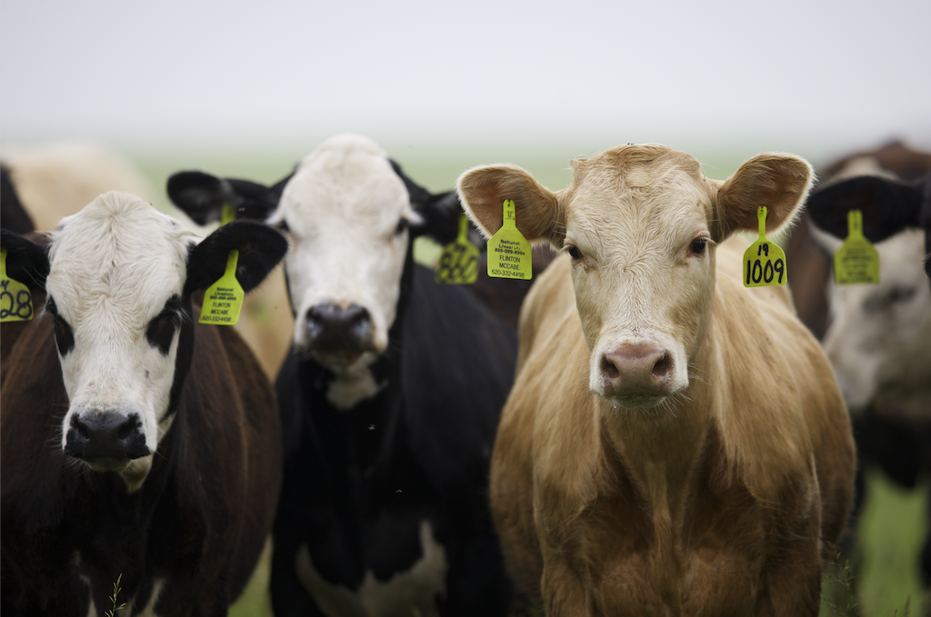 Cattle Economics: Ten Year Cattle Price Comparison | Industry News ...