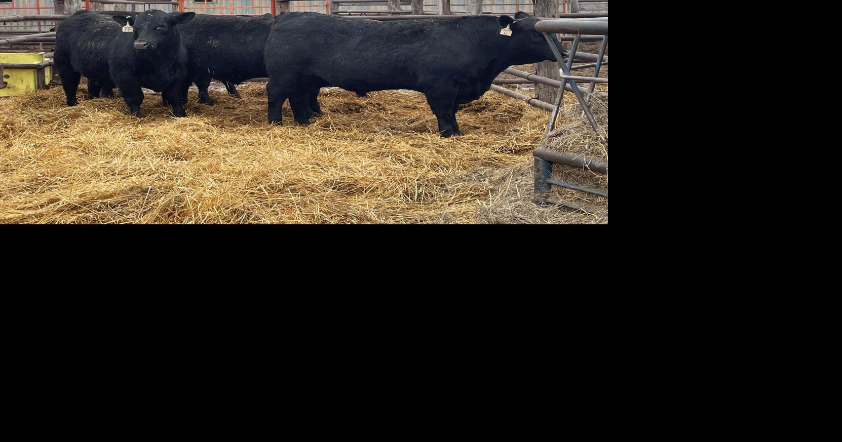 Proper Bull Management is Key to Successful Breeding Season | Cow/Calf ...