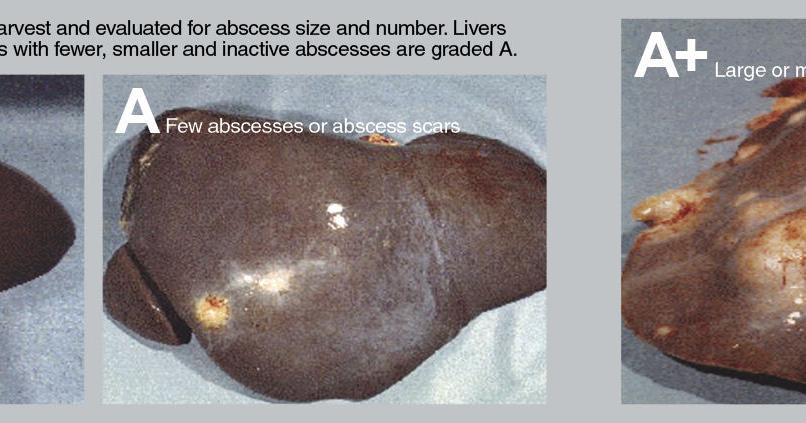Liver Abscesses Keys to Preventive Management | News | feedlotmagazine.com