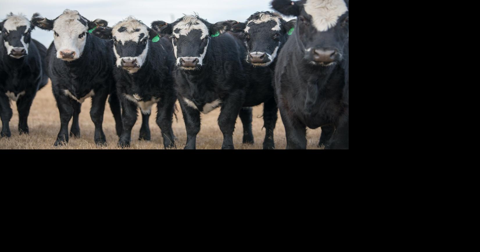 Nebraska Extension Beef Economics Team 6th Annual Beef Heifer ...