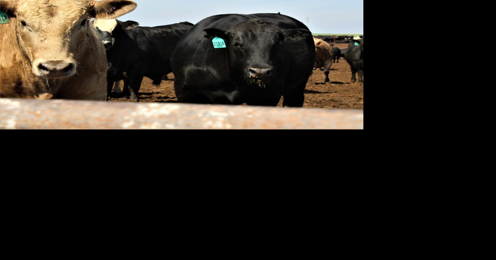 Cow-Calf Costs and Returns Update | Industry News | feedlotmagazine.com