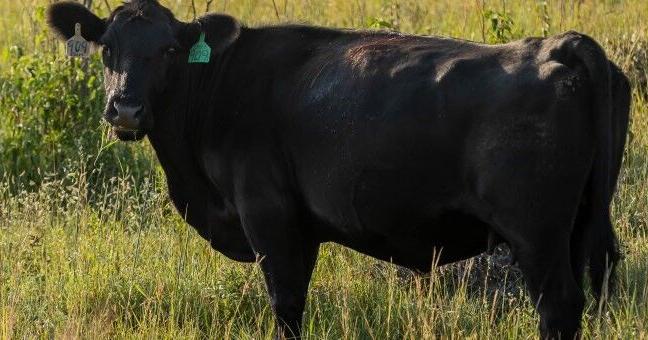 Nutrition For The Mid-Gestation Cow: Balancing Cost and Fetal ...