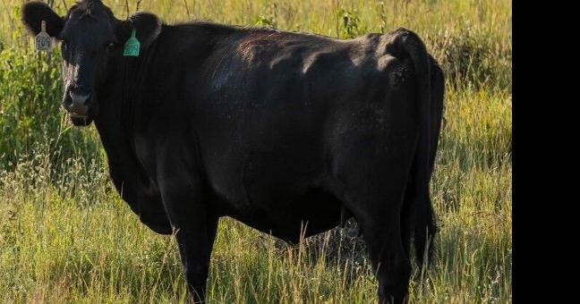 Nutrition For The Mid-Gestation Cow: Balancing Cost and Fetal ...