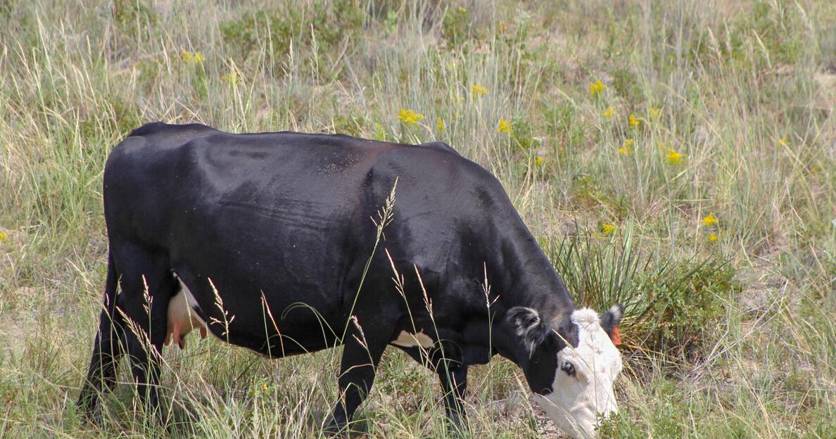 Understanding Grazing Behavior in Cows: The Role of Forbs in Their Diet ...