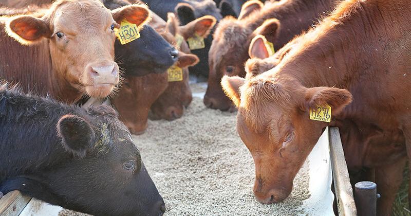 Impact of Rumen-Protected Vitamin Supplementation on Immunity of Newly ...