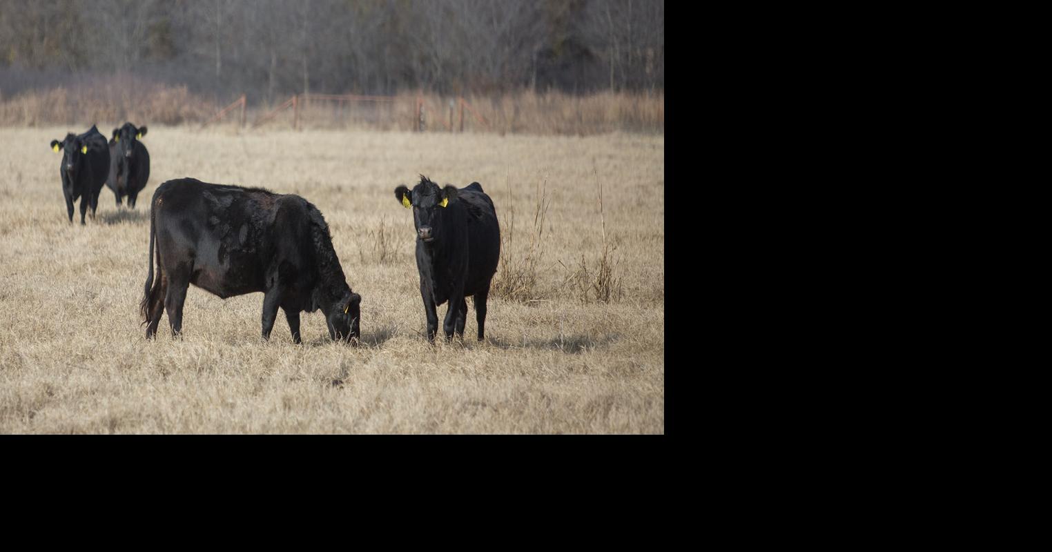 Beef Cow Slaughter and Herd Culling | Industry News | feedlotmagazine.com