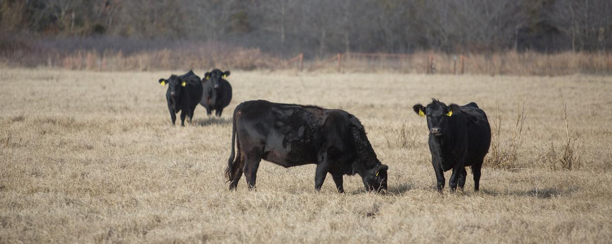 Oklahoma Forage and Water Supplies Limited This Winter | Industry News ...