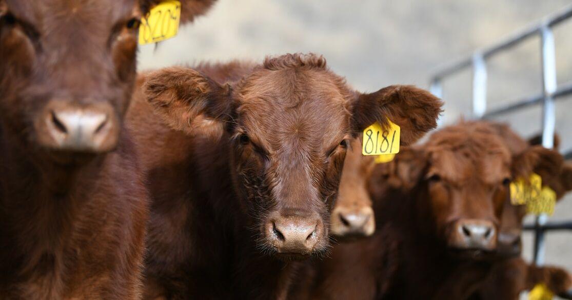 Welcome to the Feedlot: Best Practices for Managing Newly Received ...