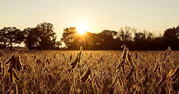 Soybean Outlook 2026 -- 12/26/2025 | Marketing | feedlotmagazine.com