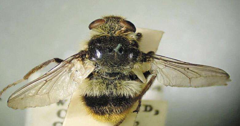 hypoderma bovis common name