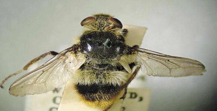 Heel Flies And Grubs Cowcalf Corner