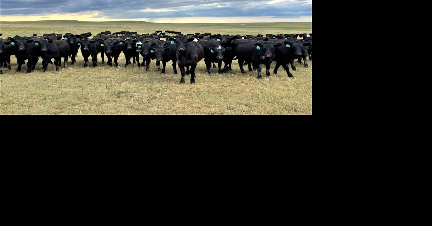 Recognizing And Addressing Lameness In Cattle | Stocker Special ...