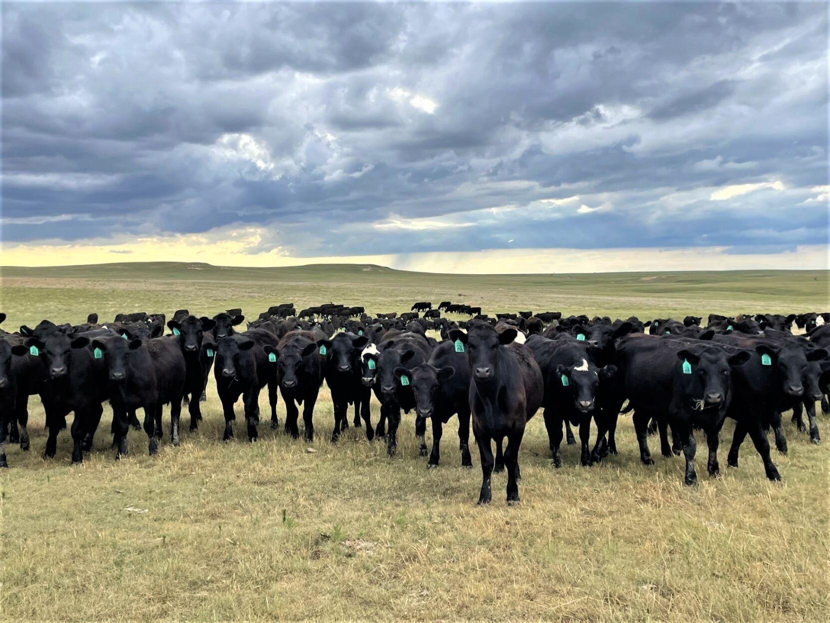 News | feedlotmagazine.com