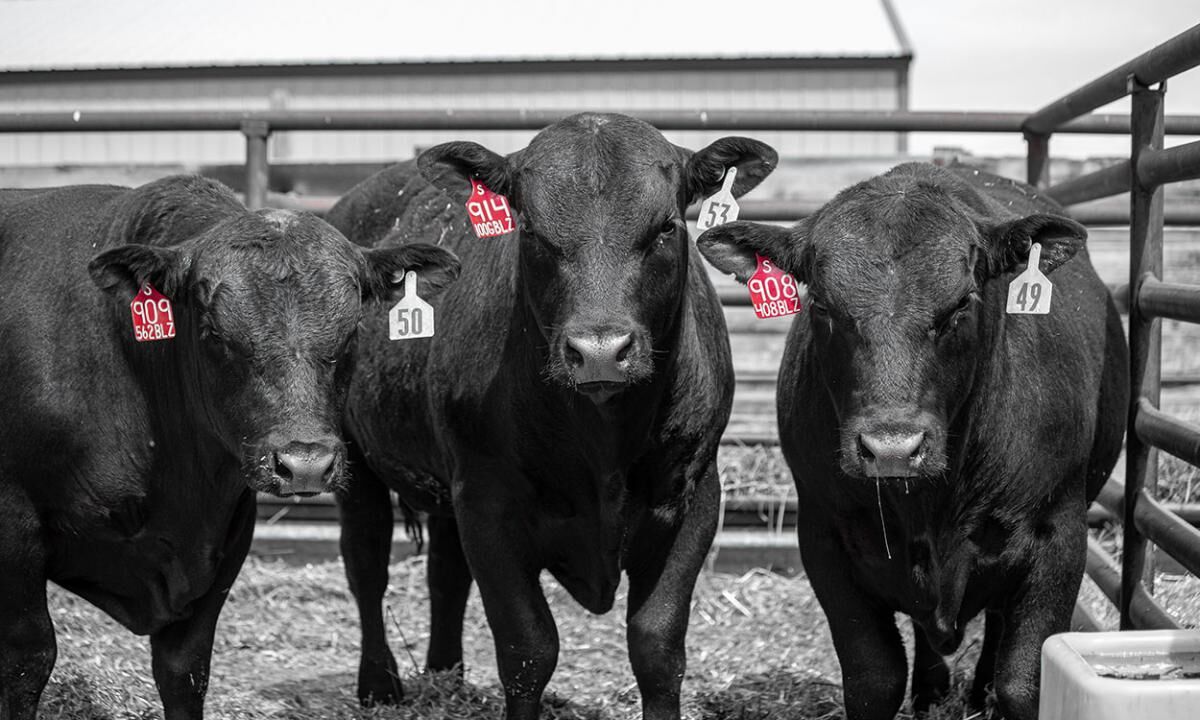 What is a Good Bull Worth in 2025? | Cow/Calf Corner | feedlotmagazine.com