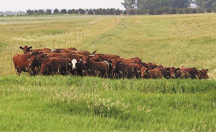 Heel flies and Grubs | Cow/Calf Corner | feedlotmagazine.com