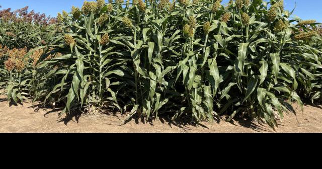 Forage Sorghums Growing in Importance Across High Plains | Industry News | feedlotmagazine.com