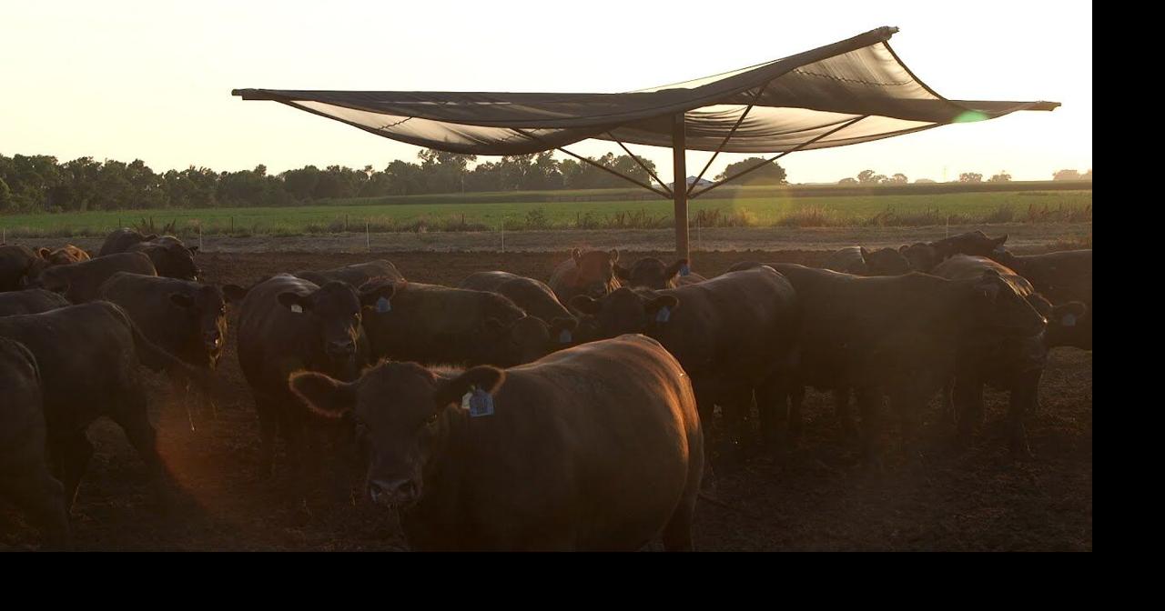 Shade and cattle performance | Multimedia | feedlotmagazine.com