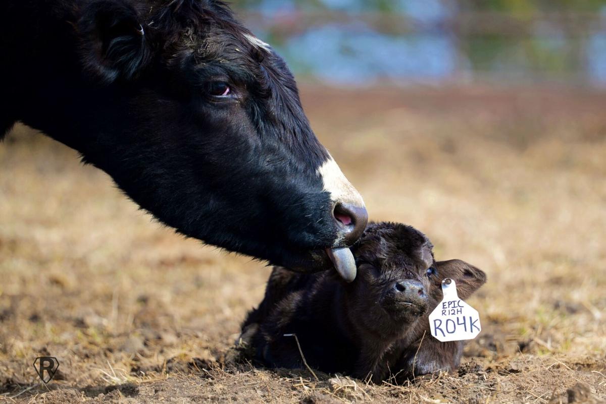 Calving Problems: When to Intervene | Cow/Calf Corner | feedlotmagazine.com