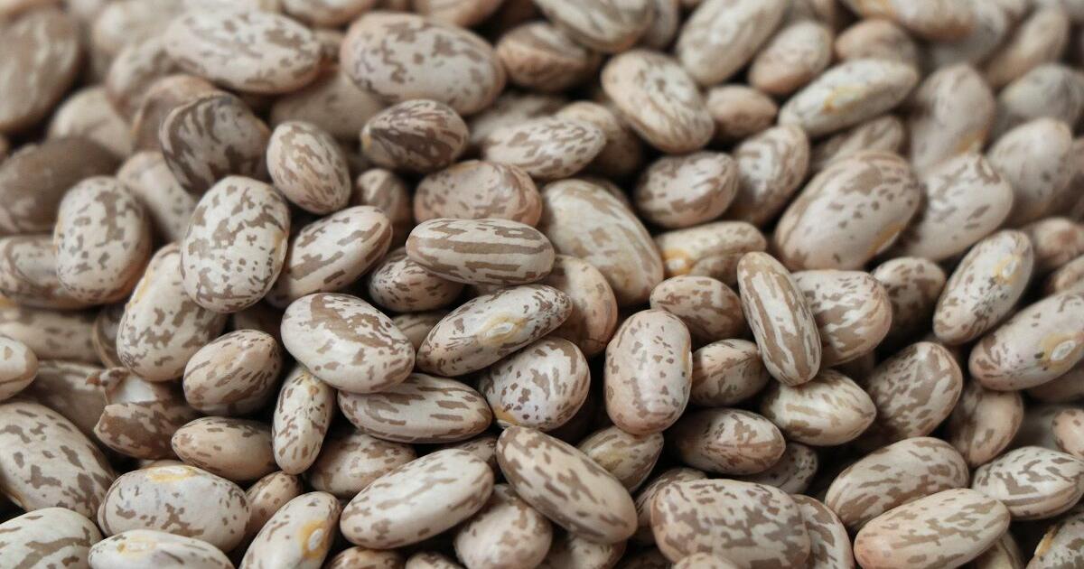 Dry Edible Beans as Livestock Feed When Hit by Drought and Hail ...