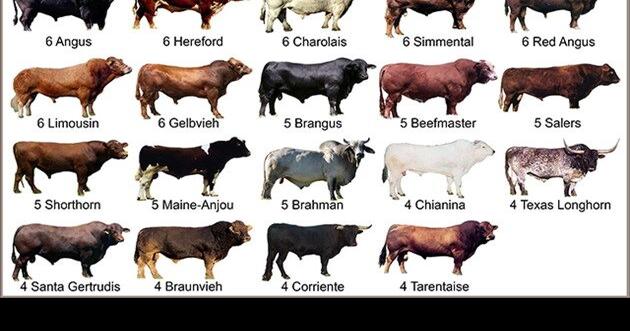 Online Cattle Genomes Reveal Disease Mutations | News | feedlotmagazine.com