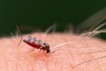 What to Do When a Yellow Fly Bites You? | Health & Wellness ...