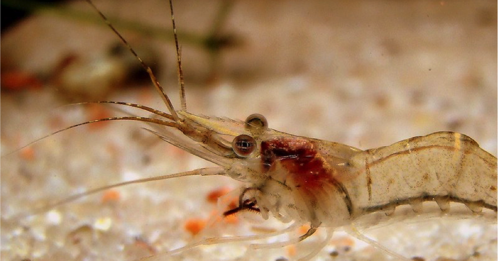 Ghost Shrimp Care Guide - What you need to know? | Featured ...
