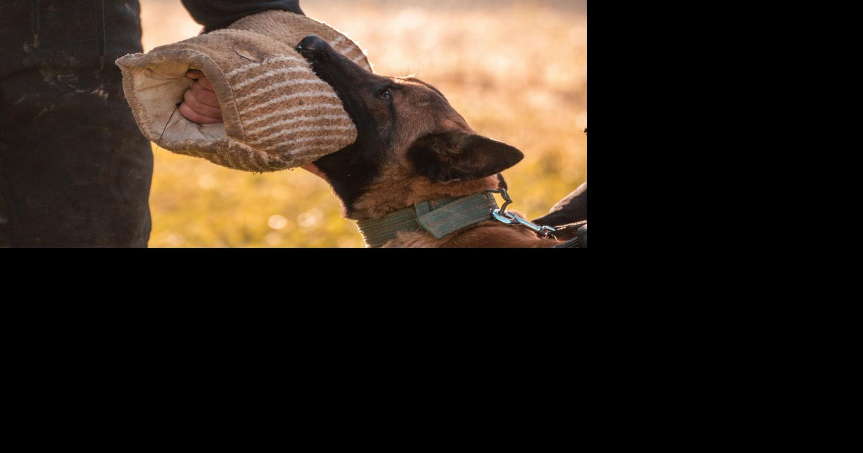 Are Dog Bites Covered by Homeowners Insurance? What You Need to Know ...