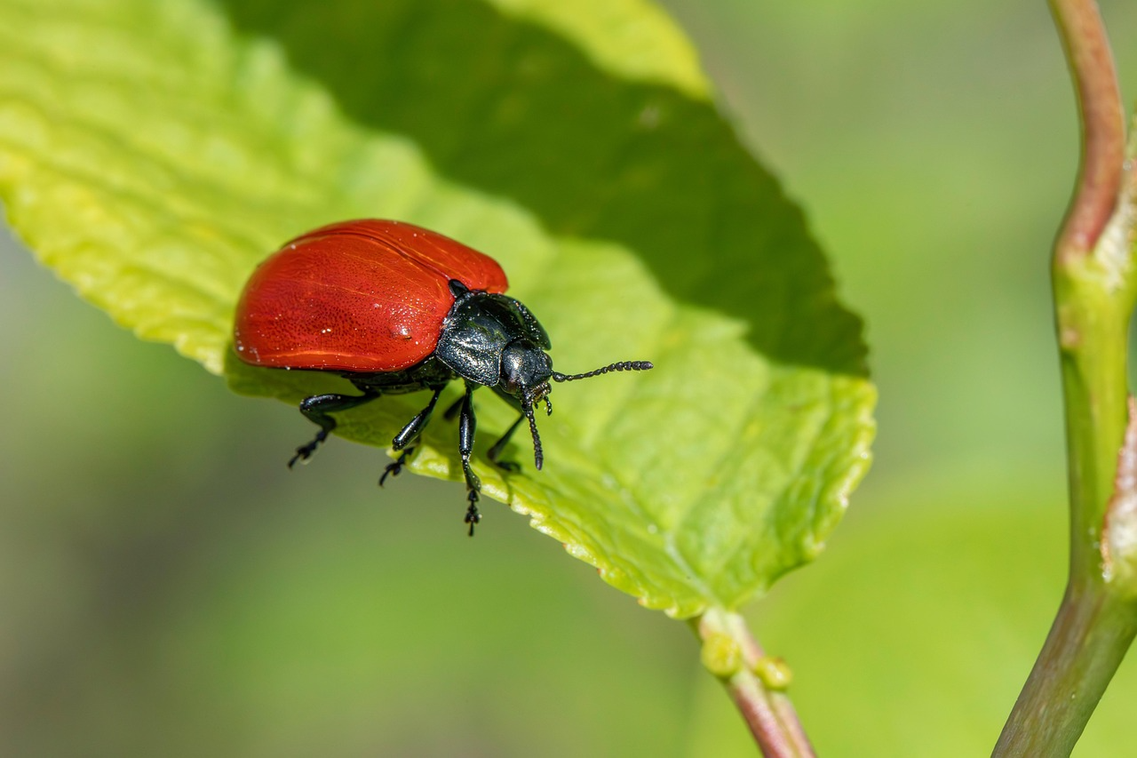 How Climate Trends Are Shifting the Behavior of Common Household Pests ...