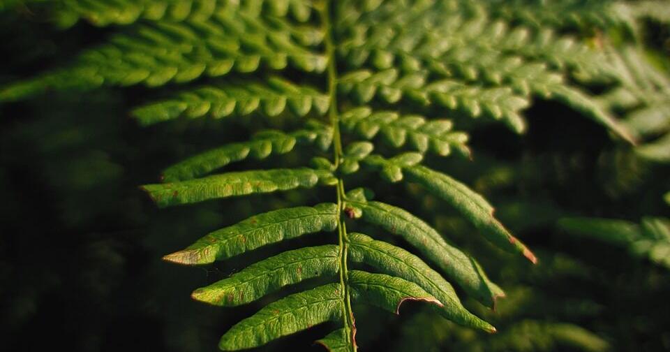 Discovering Boston Fern Varieties: An Exploration of Different Types of ...