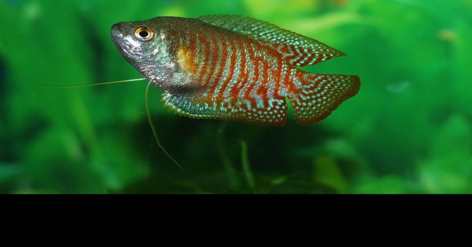 Freshwater Fish That are Perfect for Small Tanks | Home Design ...