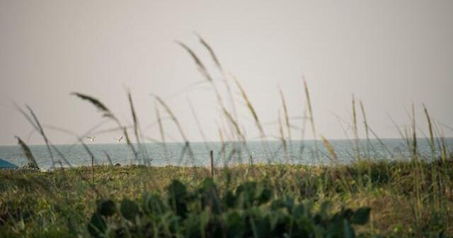 Creating a Weed-Free Lawn and Garden: A Comprehensive Guide | Home ...