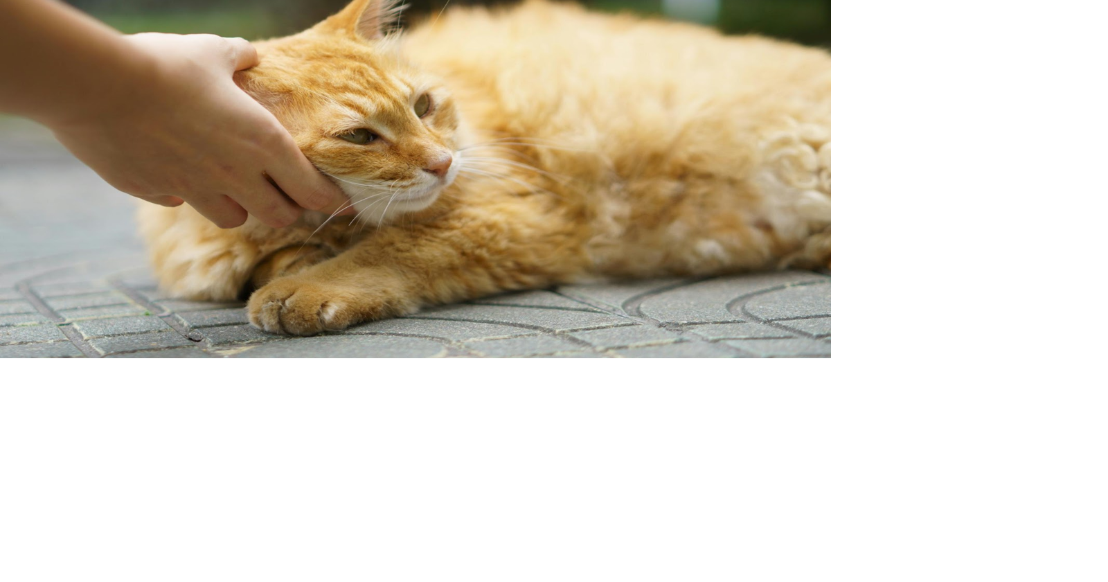 Common Pet Parasites and How to Handle Them | Online Features ...