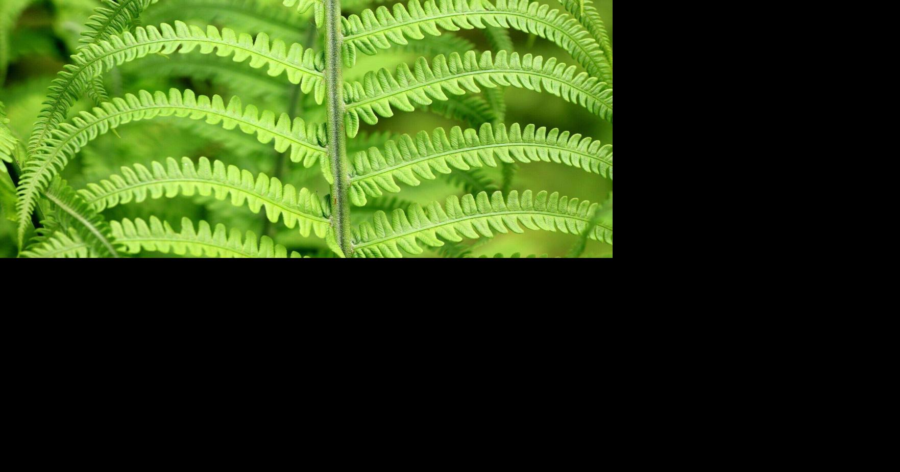 Discover the Top 8 Most Beautiful Ferns for Sale Online | Home Design ...