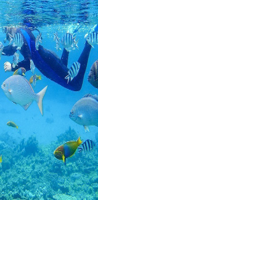 Under the Sea: Diving into Japan’s Best Marine Life Spots | LifeStyle ...