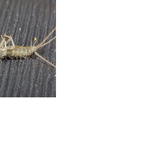 3 Subtle Silverfish Infestation Signs You Should Never Ignore ...