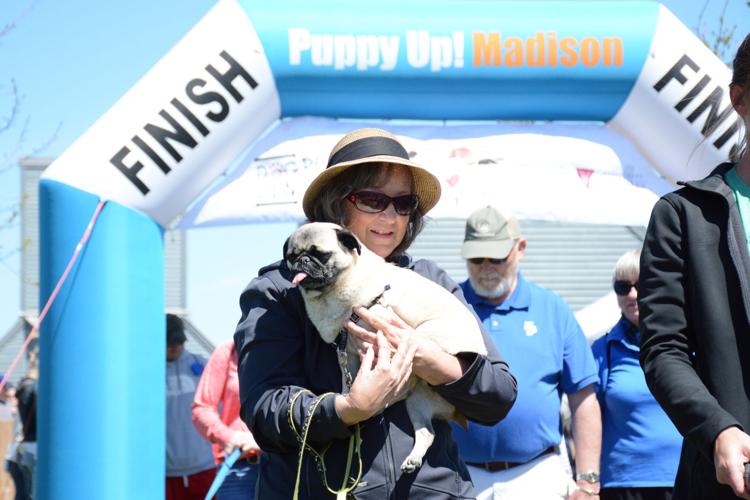 K-9 Drago introduced at Puppy Up walk | Community | fitchburgstar.com