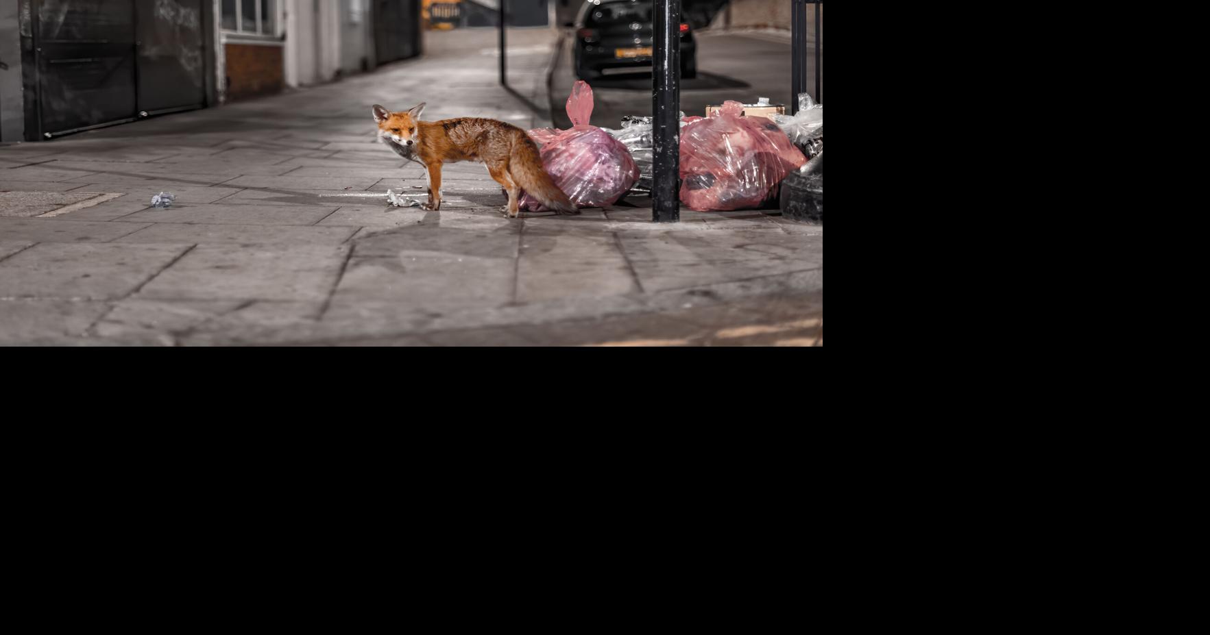 Give Wildlife a Chance - Love Animals in their Unnatural Habitat ...