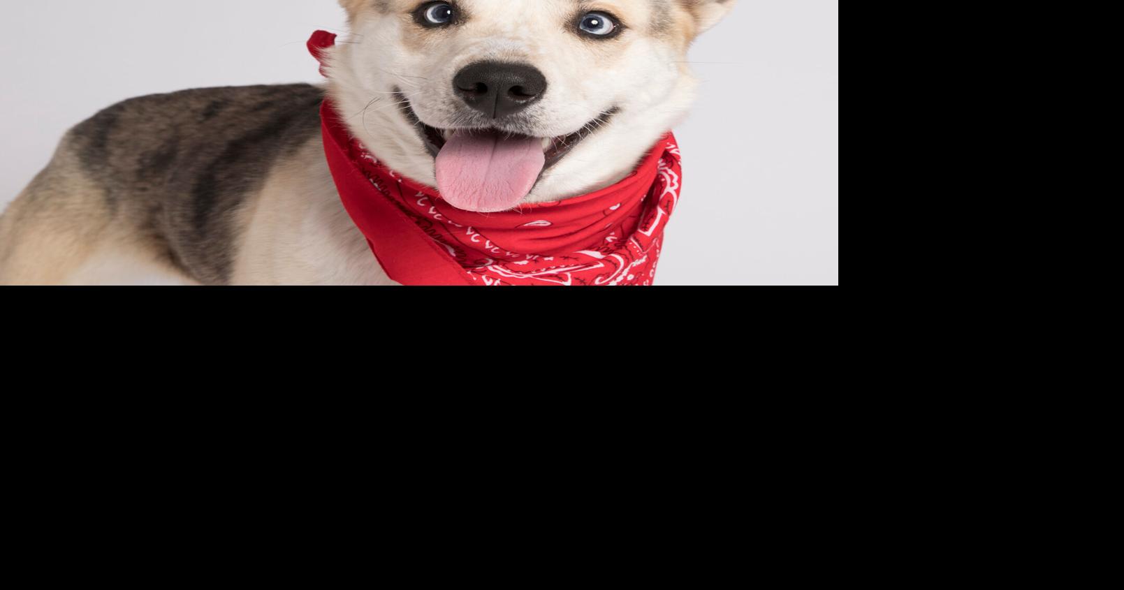 Record-Breaking Canines: The Craziest Feats Achieved by Dogs Around the ...