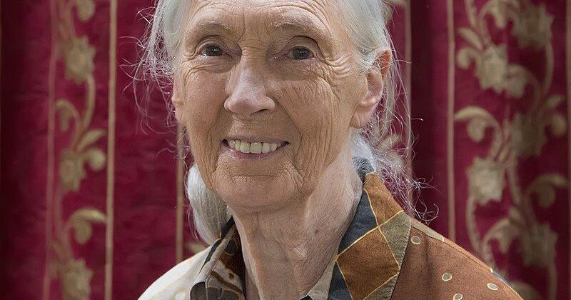 Jane Goodall documentary to be screened on Jan. 22 | Community ...