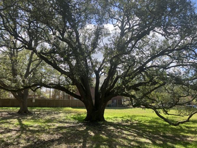 Missouri City Freedom Tree Park | County News | fortbendstar.com