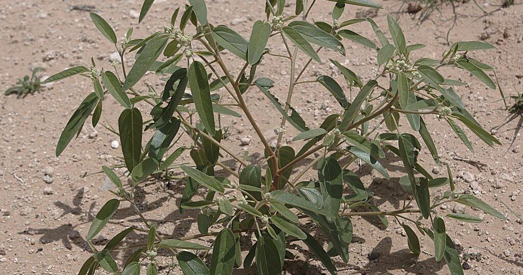 First Colony library to host program on dealing with weeds | Community ...